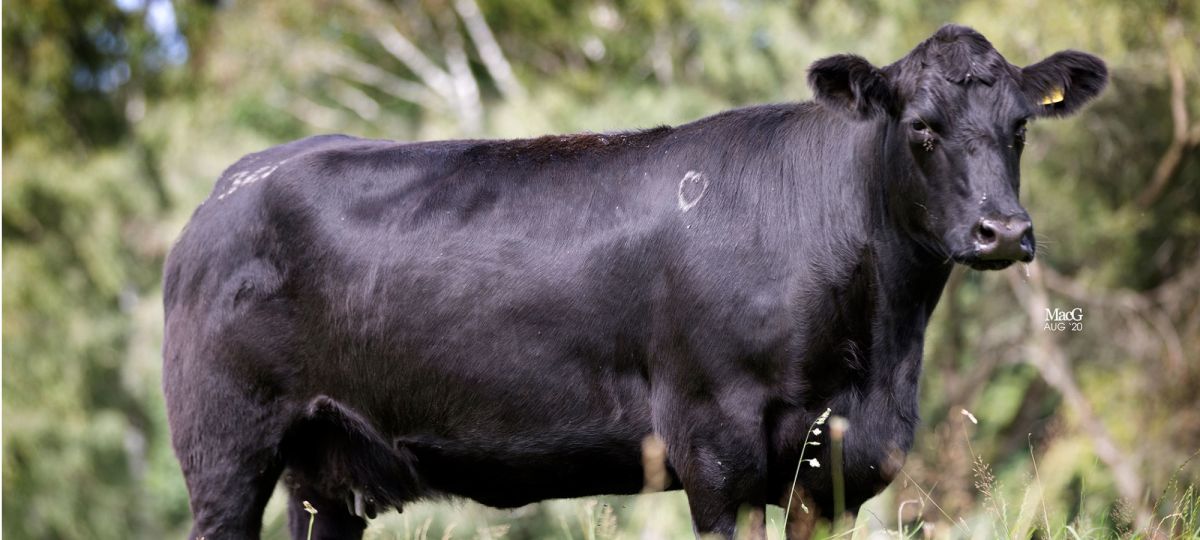 Aberdeen Angus Kühe, Gut Kalliste